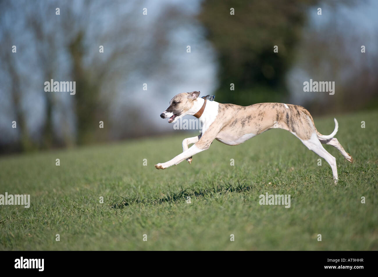 Whippet hi-res stock photography and images - Alamy
