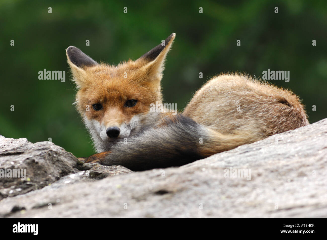 red fox canidae mammal mountain wood Italy volpe rossa Vulpes vulpes ...