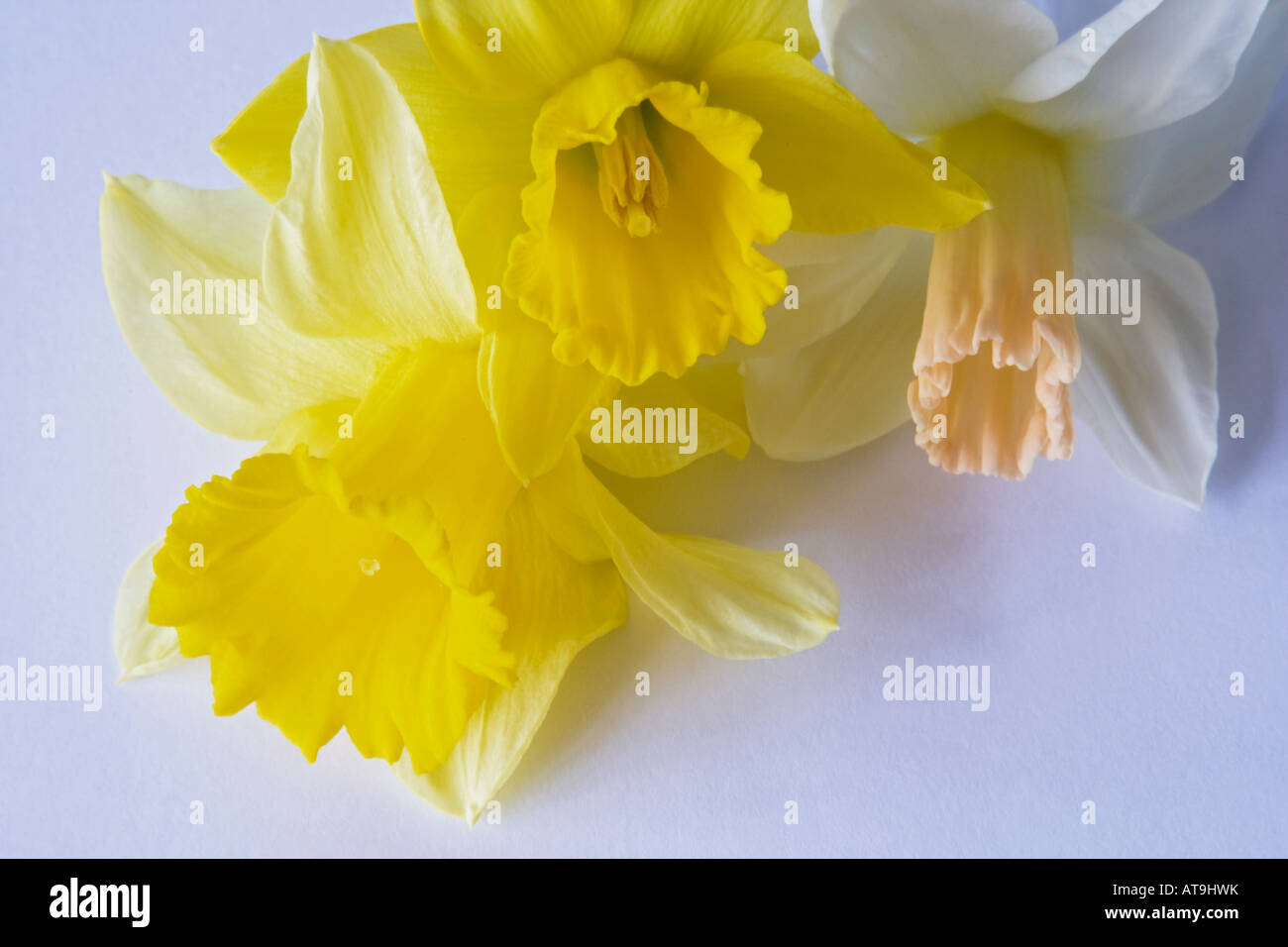 Daffodils spring wales hi-res stock photography and images - Alamy