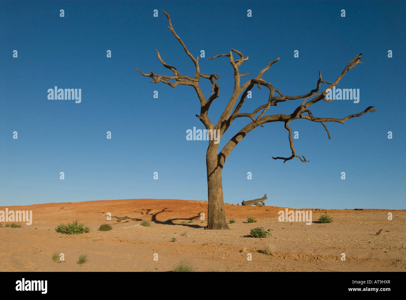 Drought Trees Australia Stock Photo - Alamy