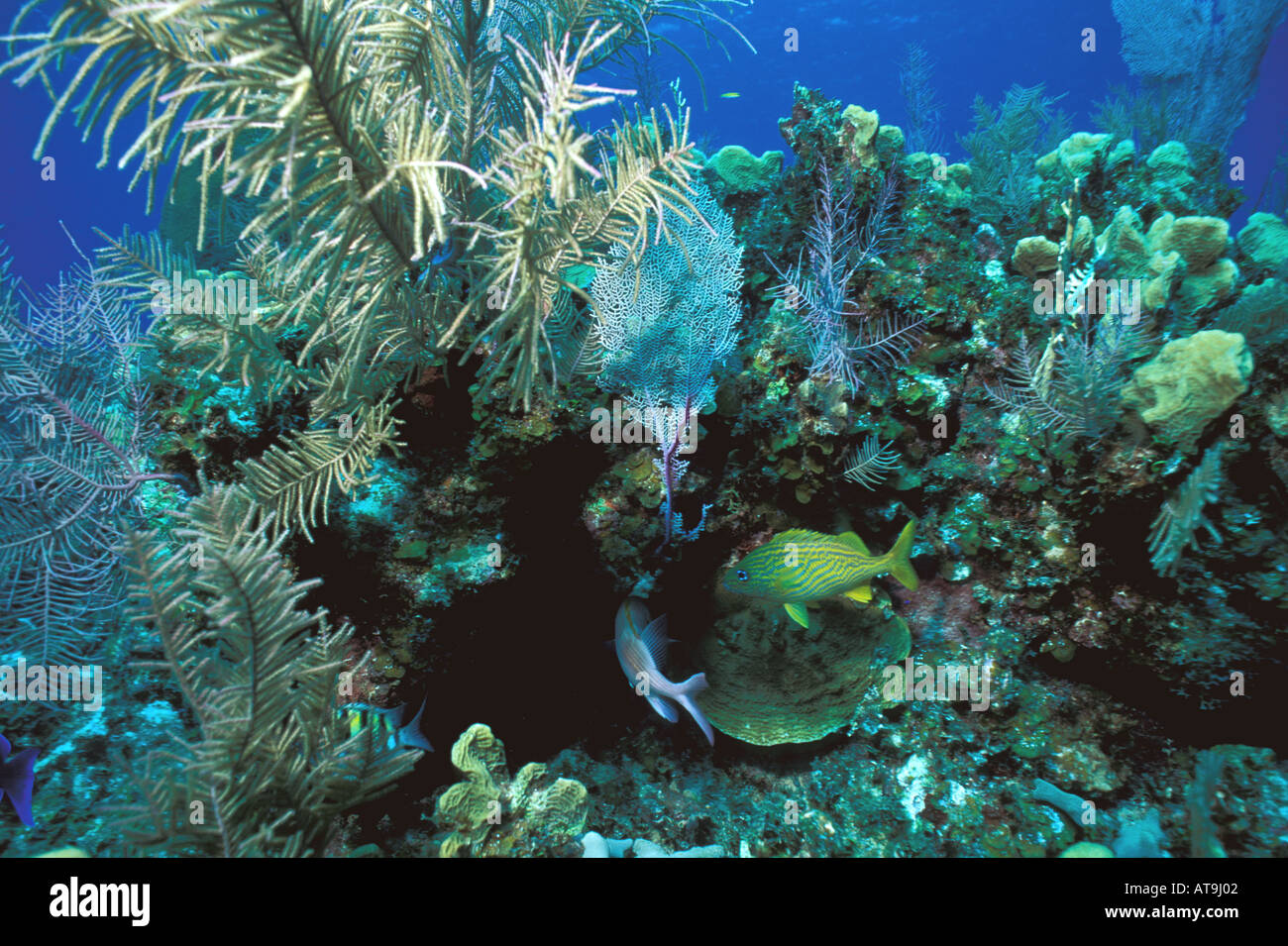 underwater caribbean coral reef schooling fish Stock Photo - Alamy