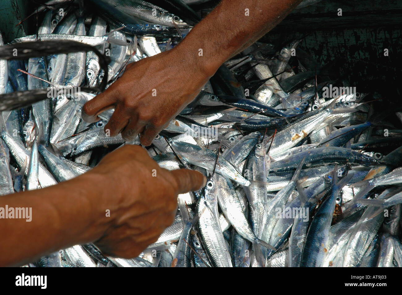 Caribbean flying fish local fish market Stock Photo - Alamy