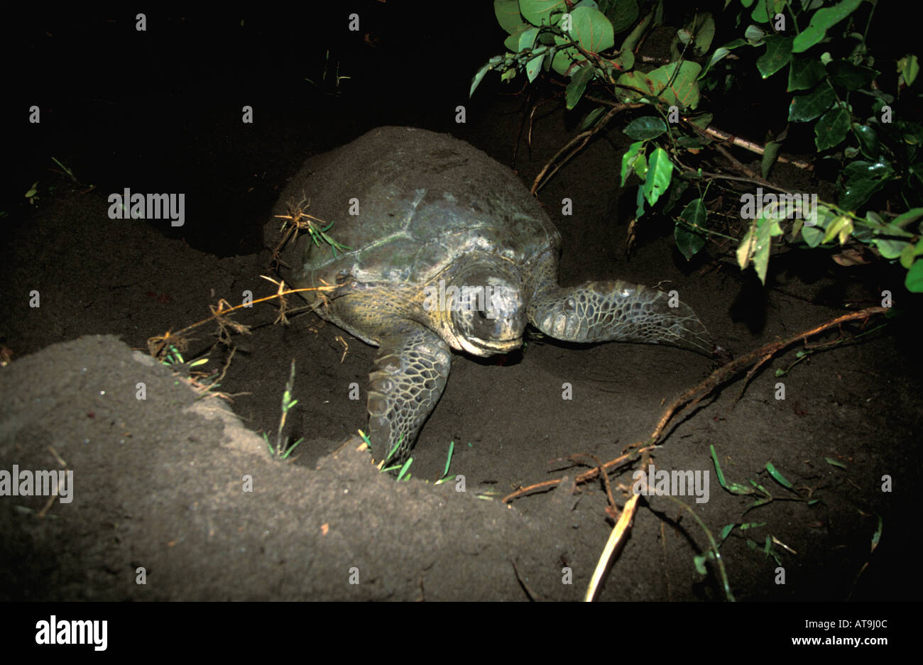 Costa Rica Tortuguero green turtle leaving after nesting Stock Photo ...