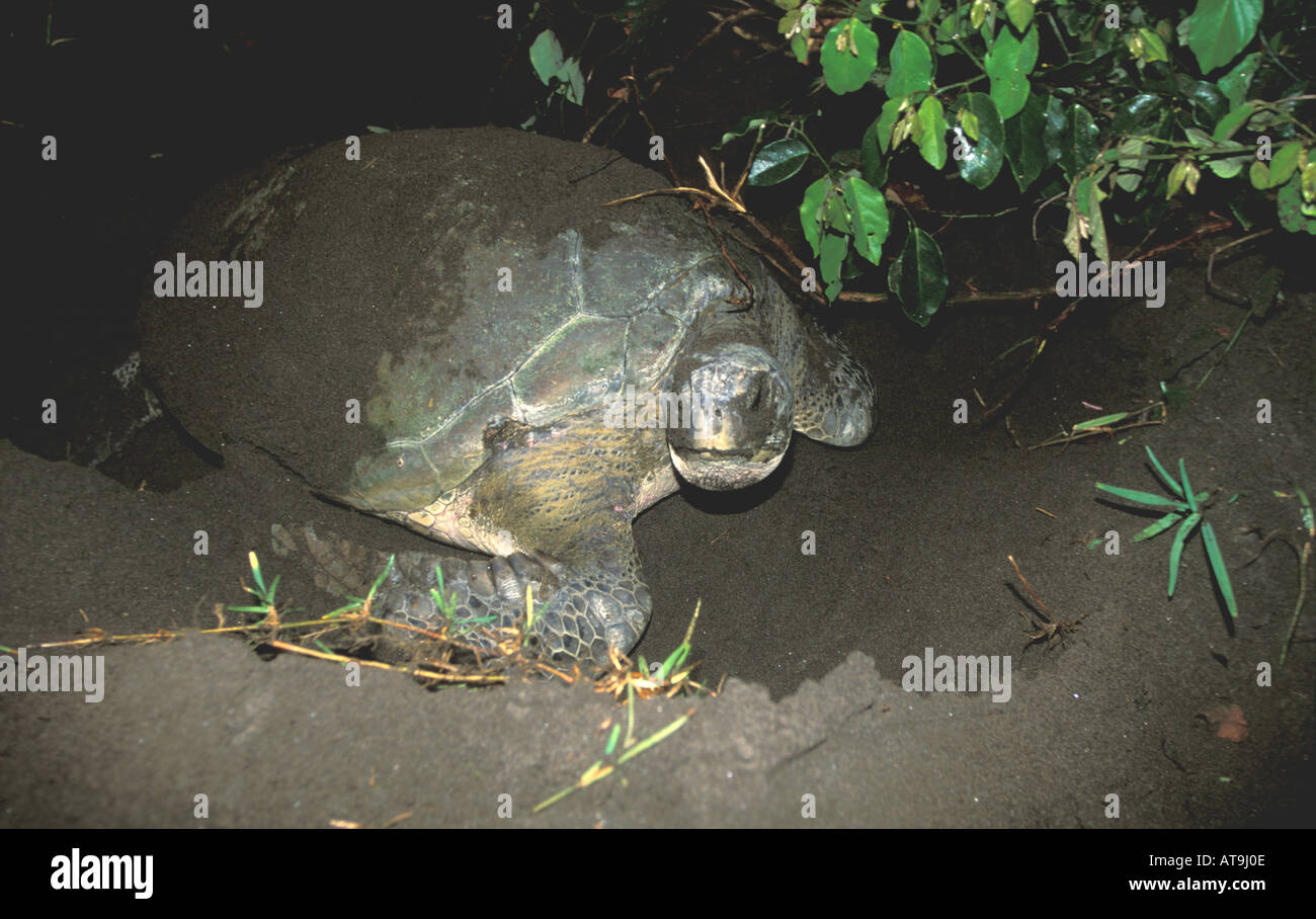 Costa Rica Tortuguero beach green sea turtle nesting Stock Photo - Alamy