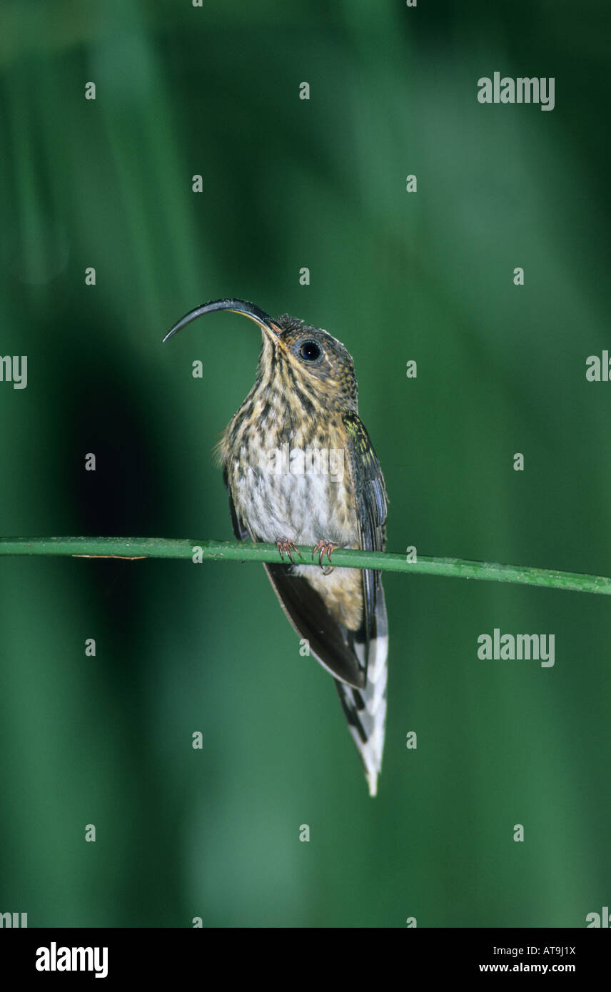 Bird sicklebill white tipped hi-res stock photography and images - Alamy