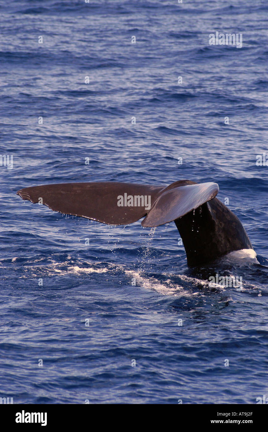 Dominica sperm whale tail fluke Stock Photo - Alamy