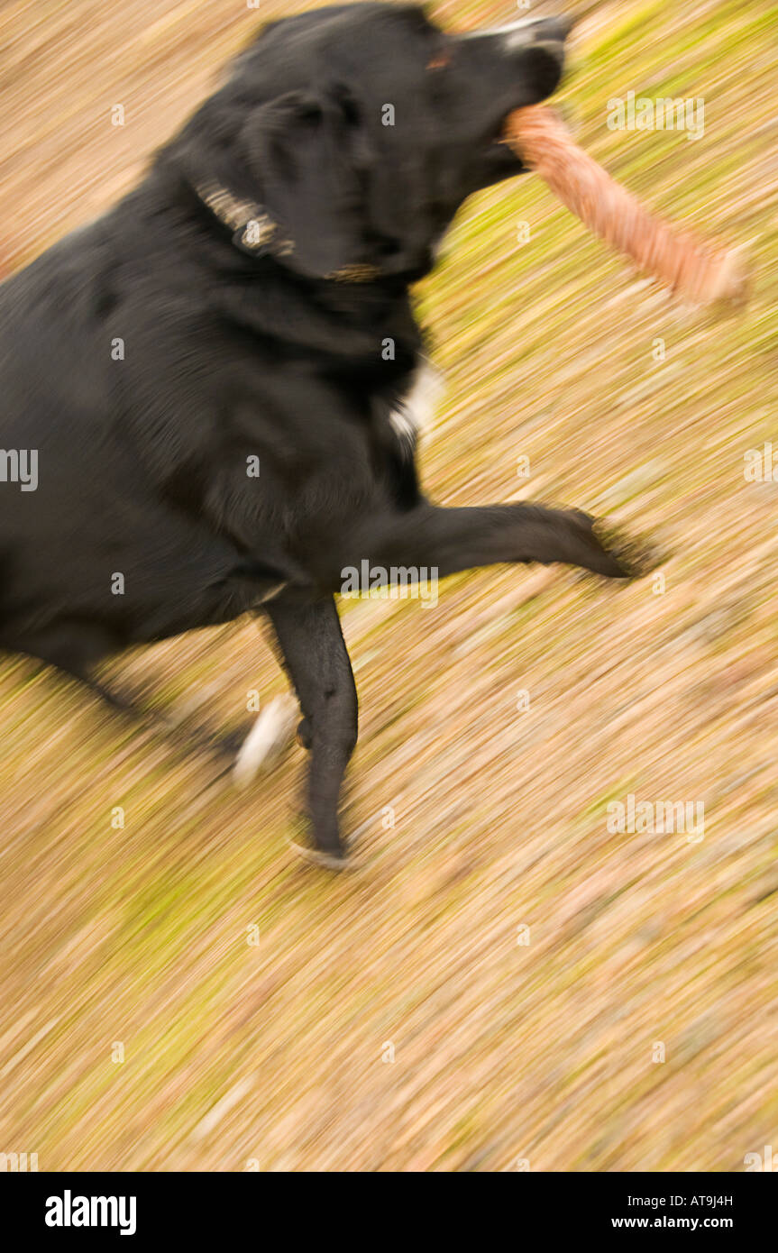 Black Dog Playing Fetch Stock Photo - Alamy