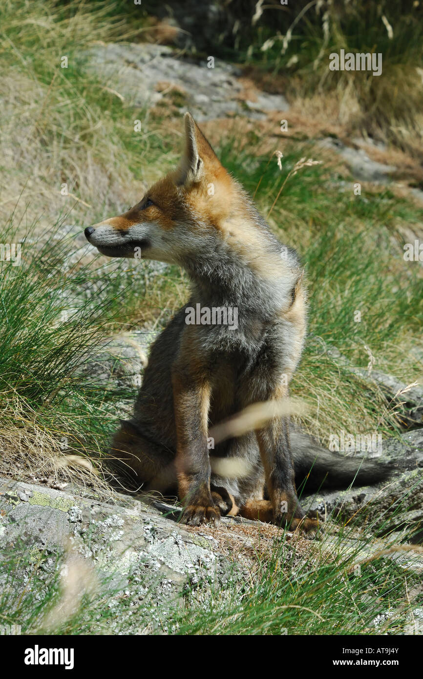 red fox canidae mammal mountain wood Italy volpe rossa Vulpes vulpes ...
