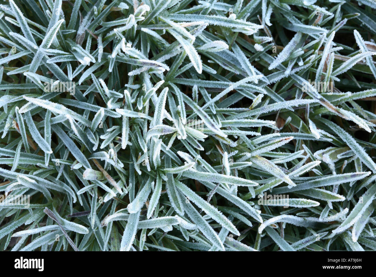 Strap shaped leaves hi-res stock photography and images - Alamy