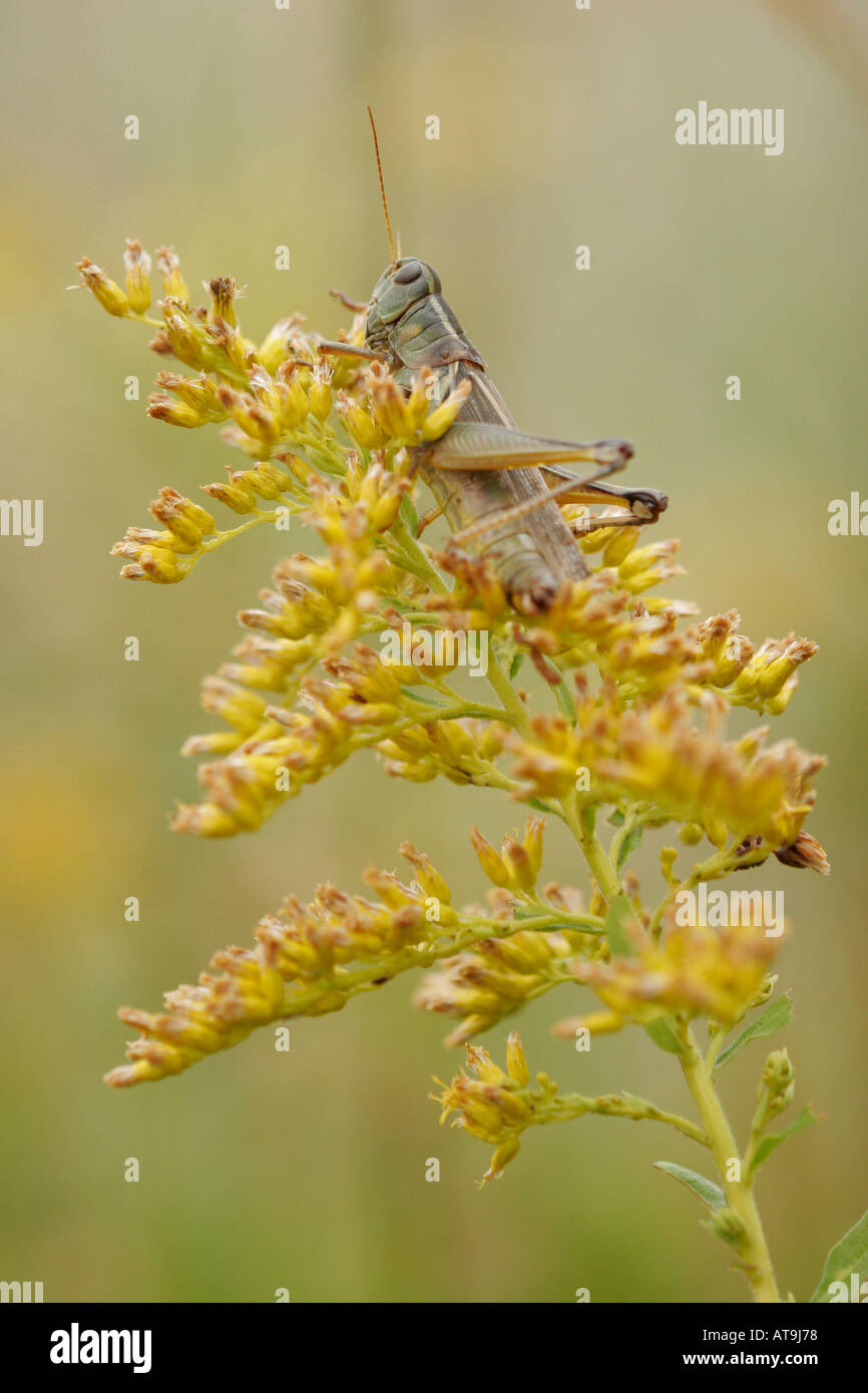 Prairie grassland grasshopper usa hi-res stock photography and images ...