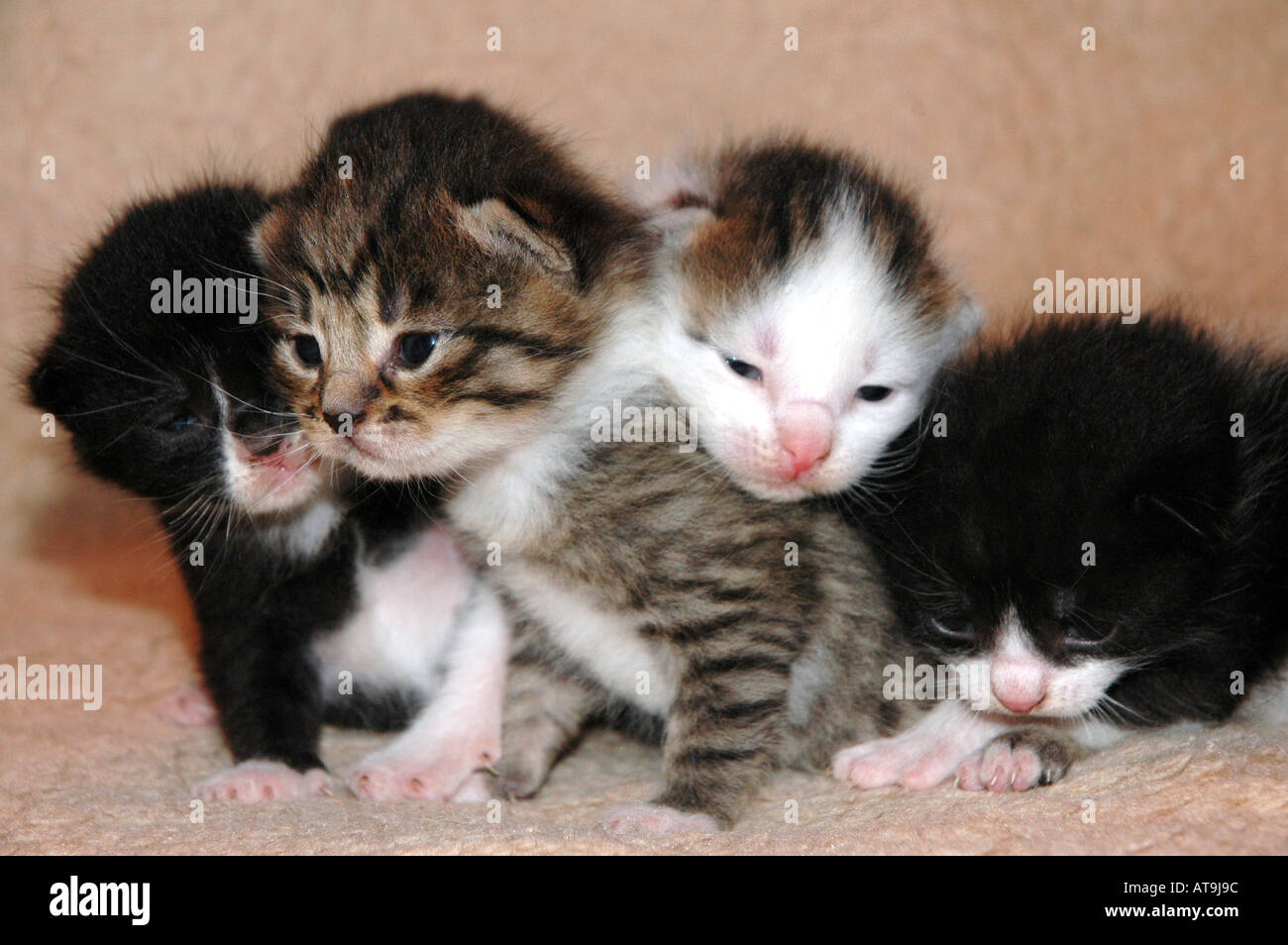 Four little cats Stock Photo - Alamy