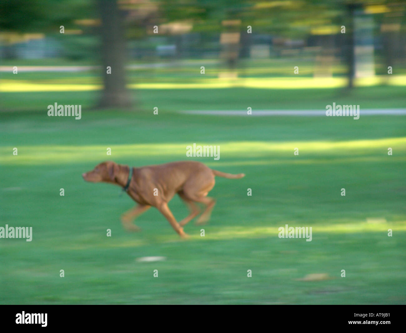 Weimeraner dog hi-res stock photography and images - Alamy