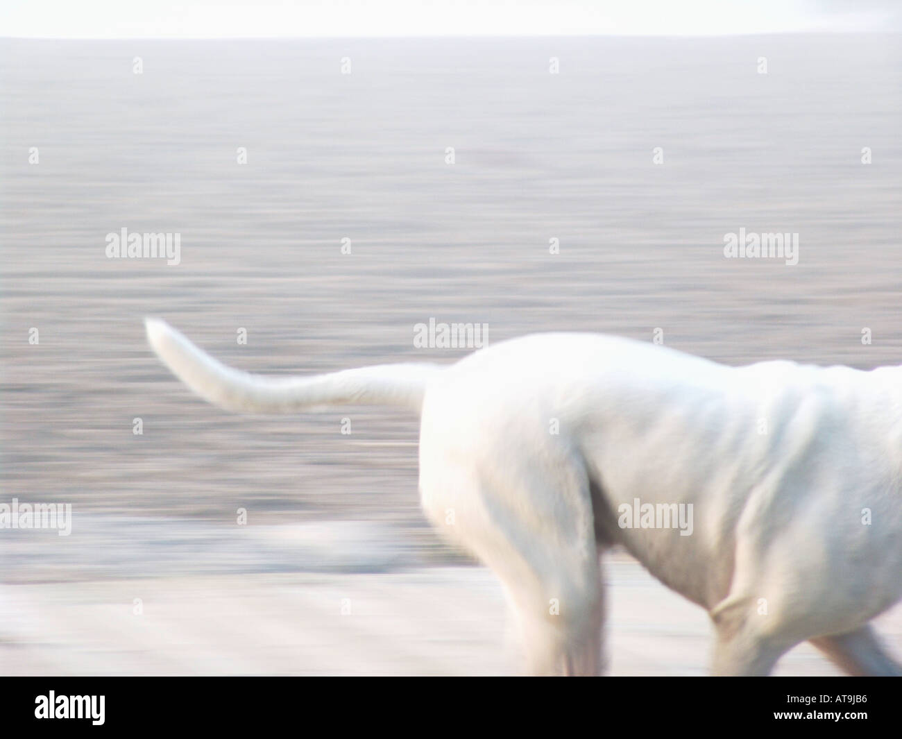 Dog rear end hi-res stock photography and images - Alamy