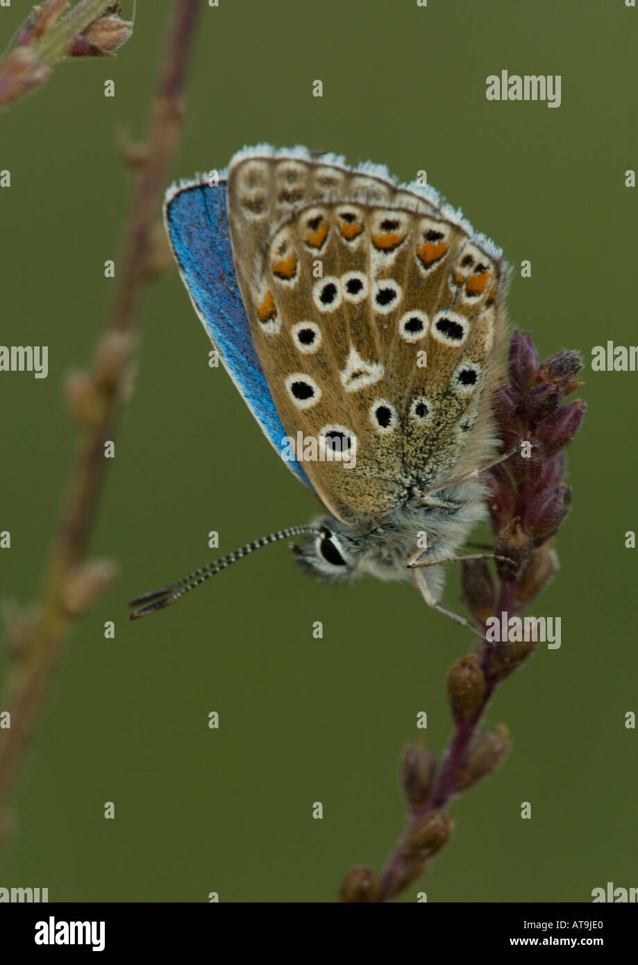 Male adonis blue roosting Stock Photo - Alamy