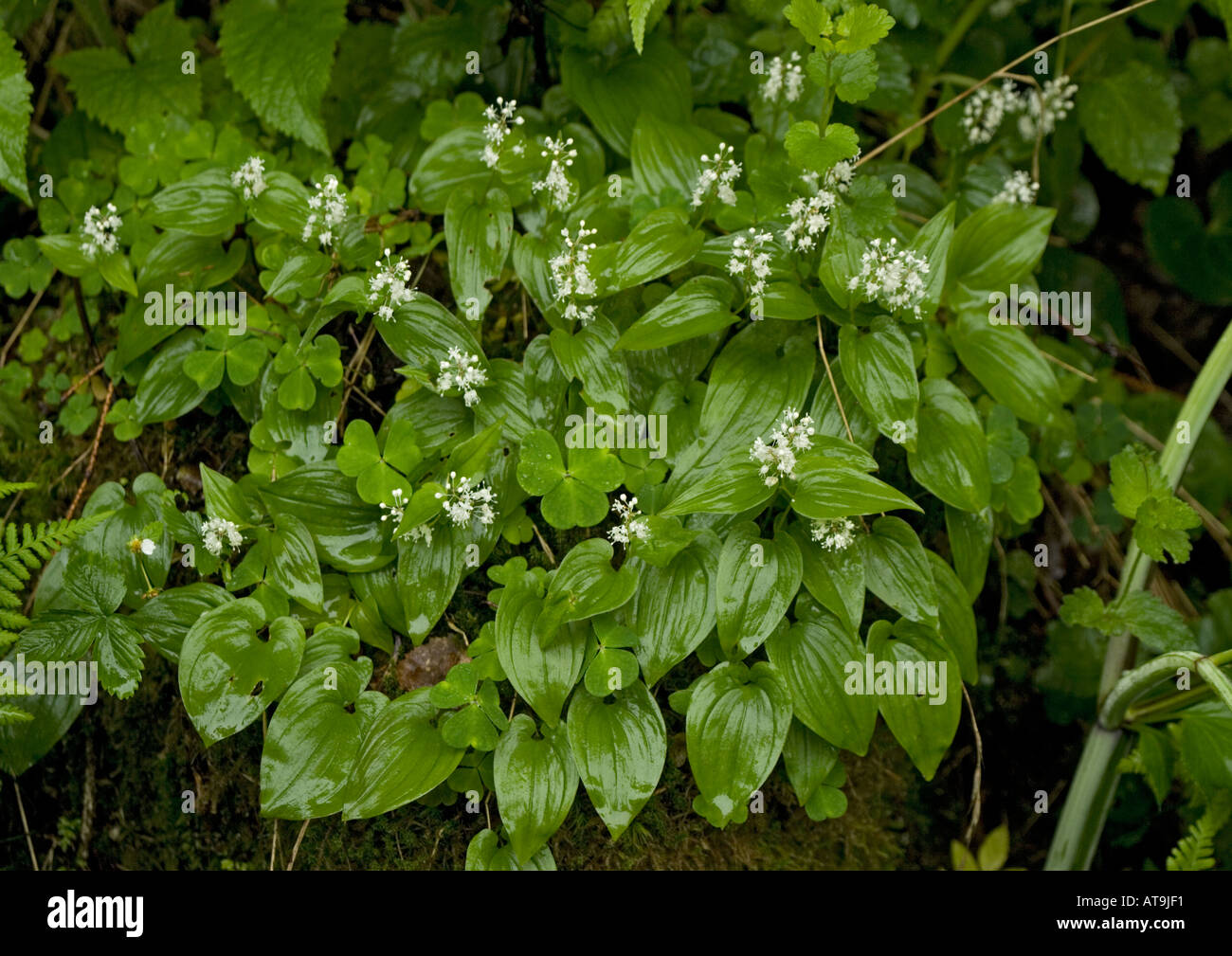 May lily maianthemum bifolium hi-res stock photography and images - Alamy