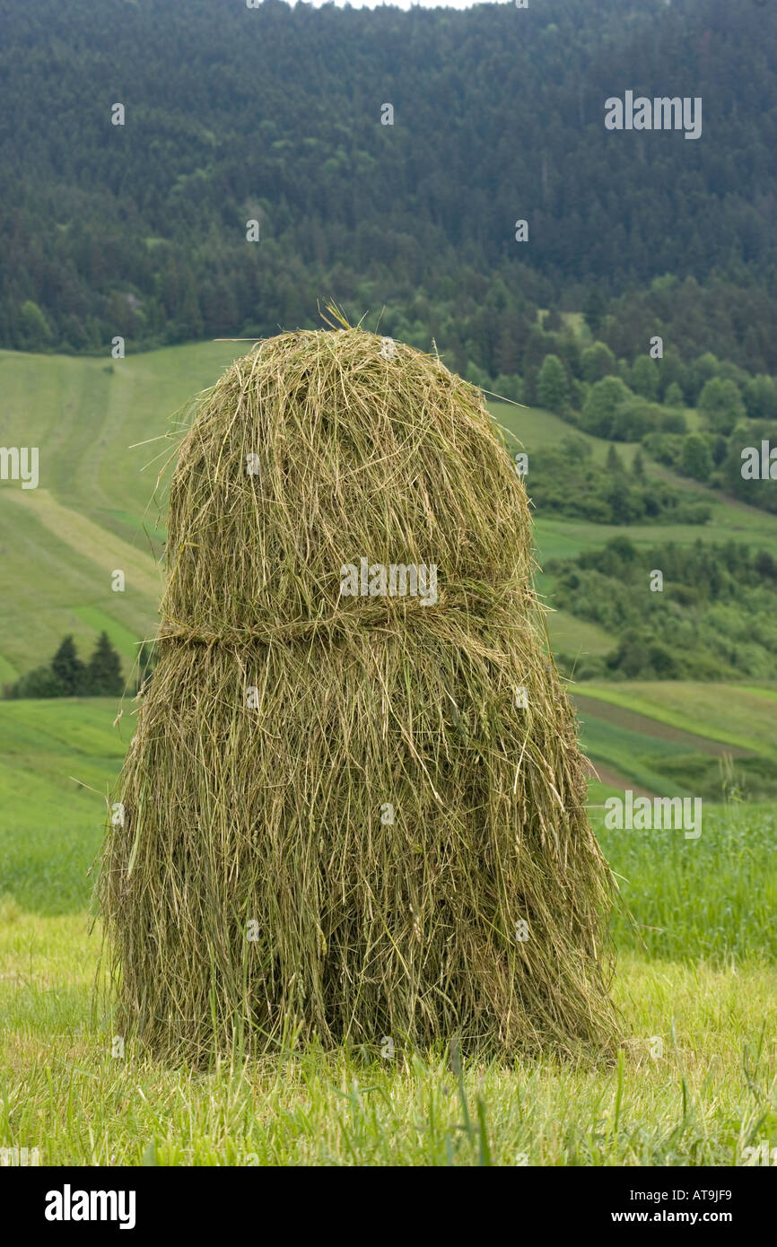 Traditional hay stooks in open field system south Poland Tatra ...