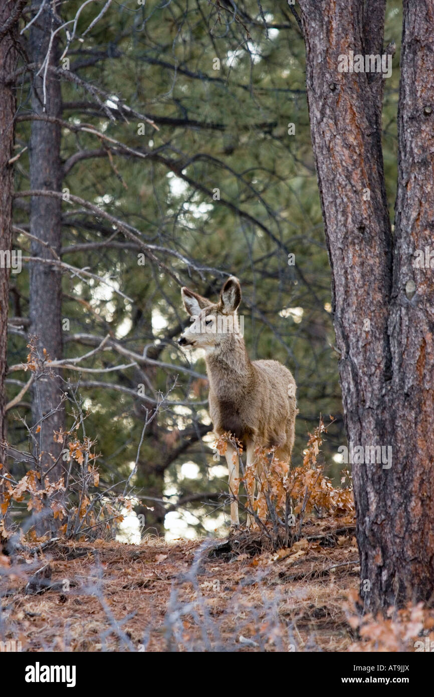 Mule Deer Foraging Stock Photo - Alamy