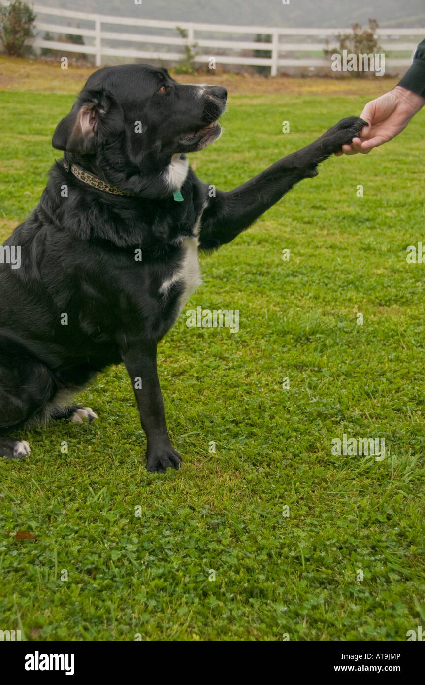 Dog shake hand hi-res stock photography and images - Alamy