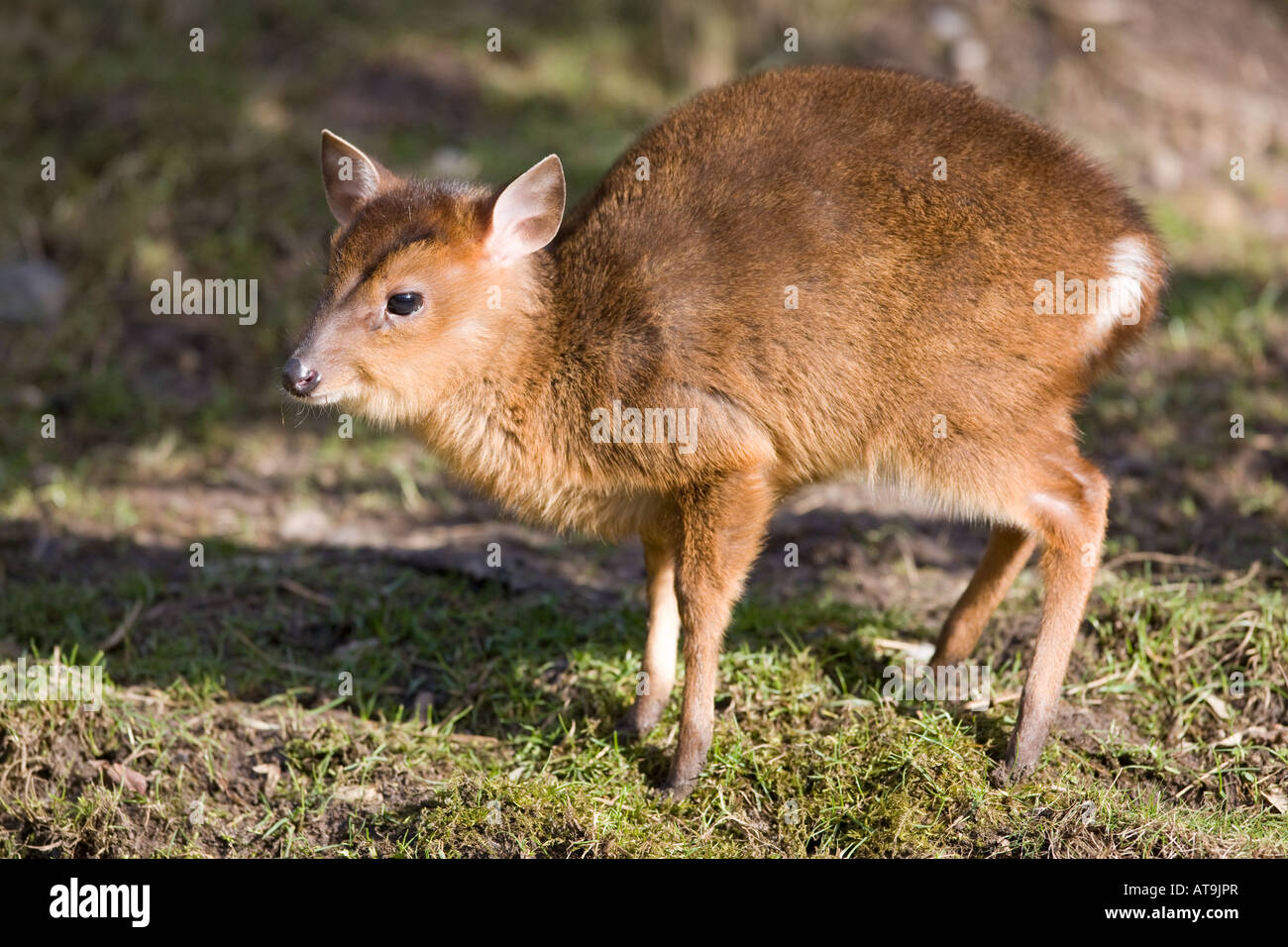 Reeves's (or Chinese) muntjac infant - Muntiacus reevesi Stock Photo ...