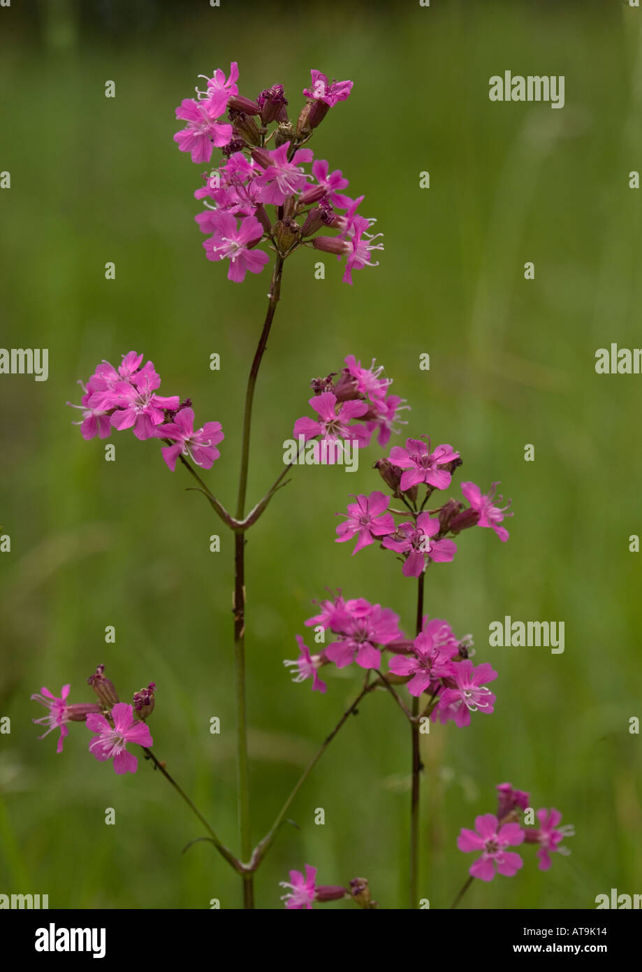 Lychnis viscaria hi-res stock photography and images - Alamy