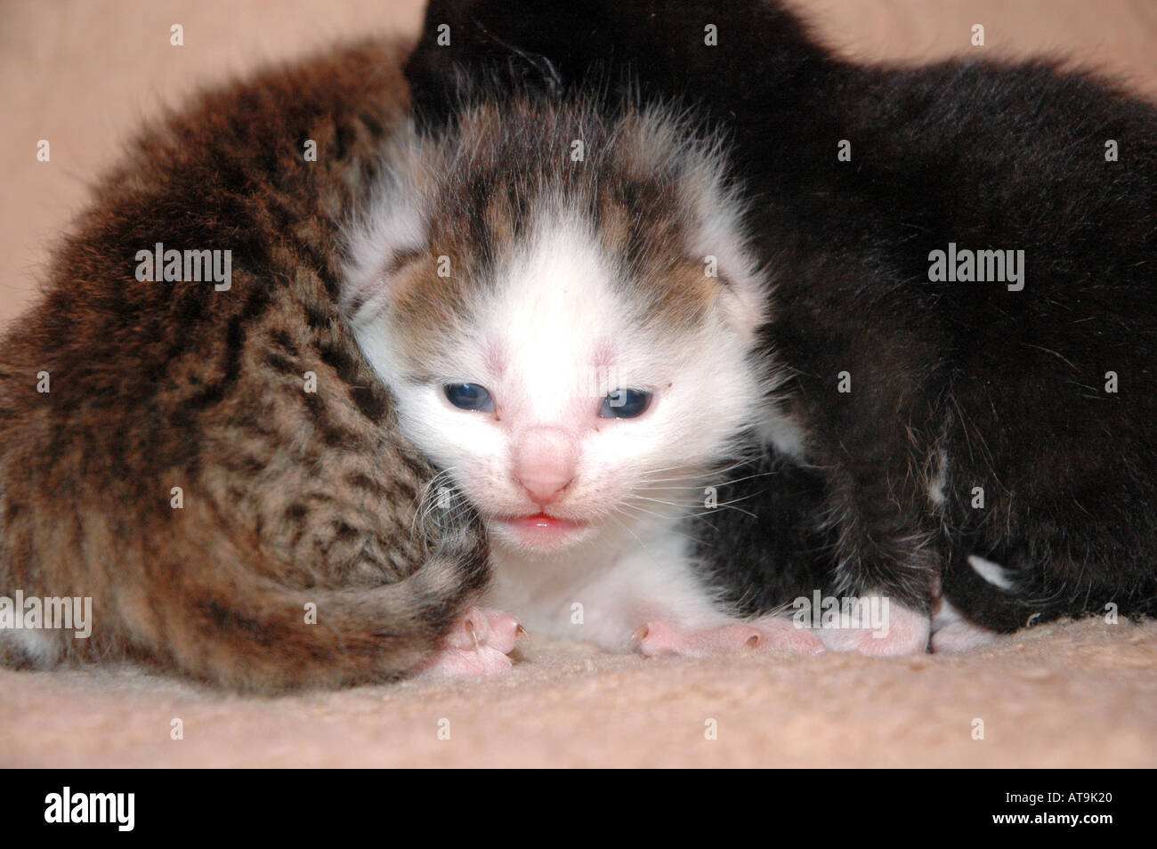 Three little cats Stock Photo - Alamy