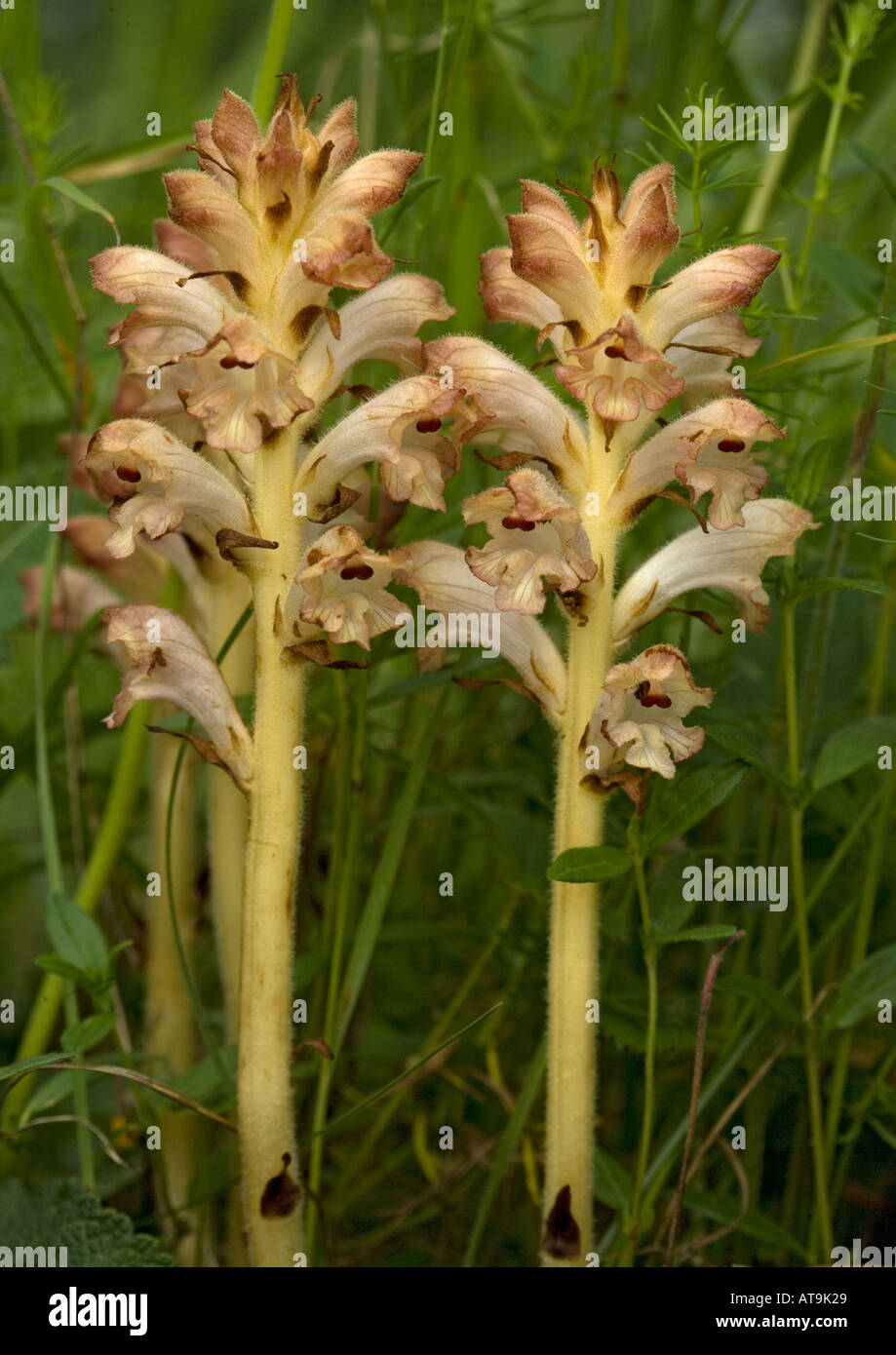 Parasitic twin hi-res stock photography and images - Alamy