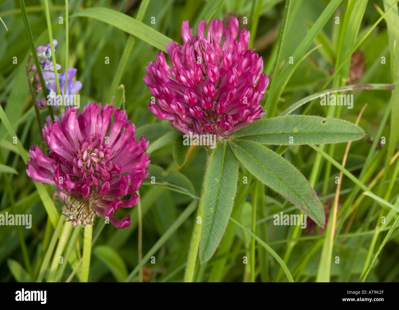 Red trifolium hi-res stock photography and images - Alamy