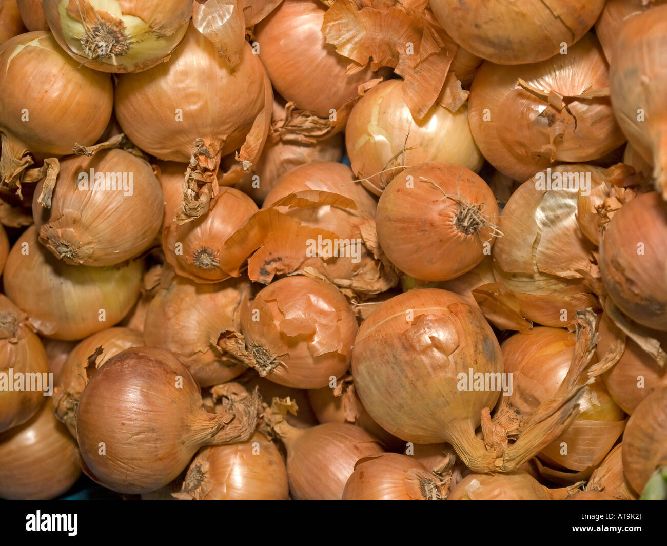 lots of onions Stock Photo - Alamy