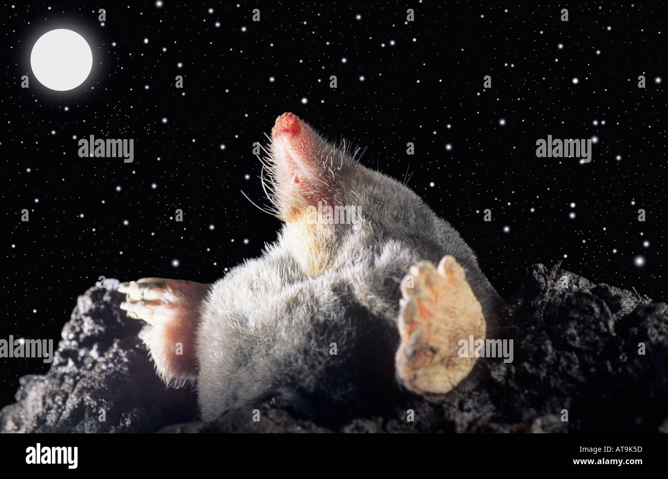 Mole worms hi-res stock photography and images - Alamy