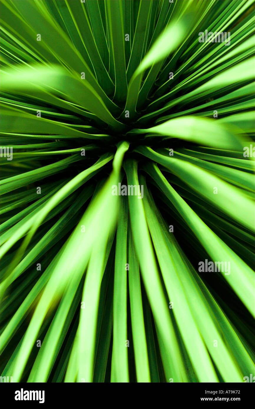 Yucca tree leaves Stock Photo - Alamy