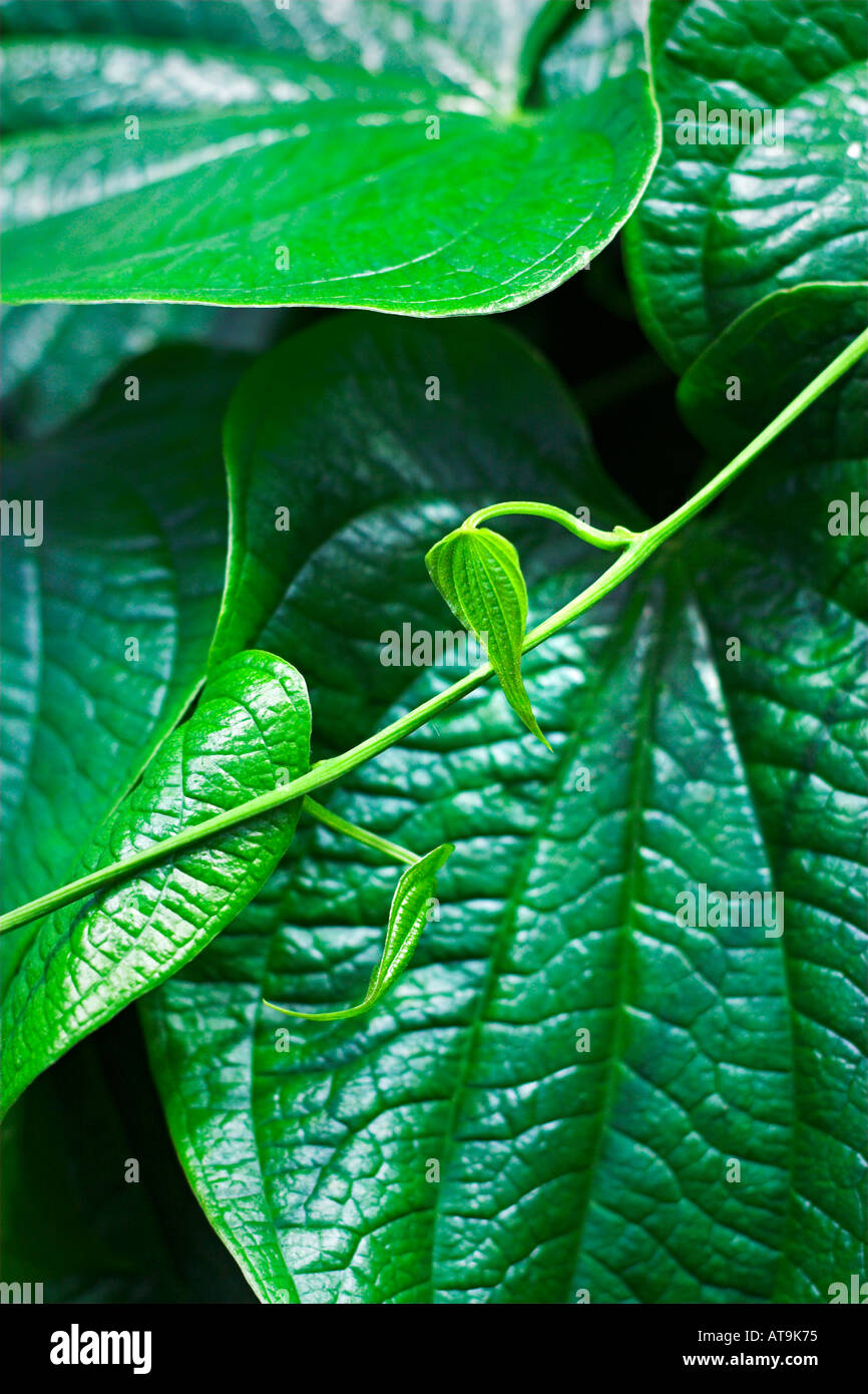 Leaf folds hi-res stock photography and images - Alamy