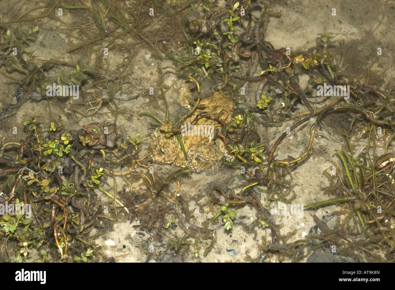 Toad spawn uk hi-res stock photography and images - Alamy