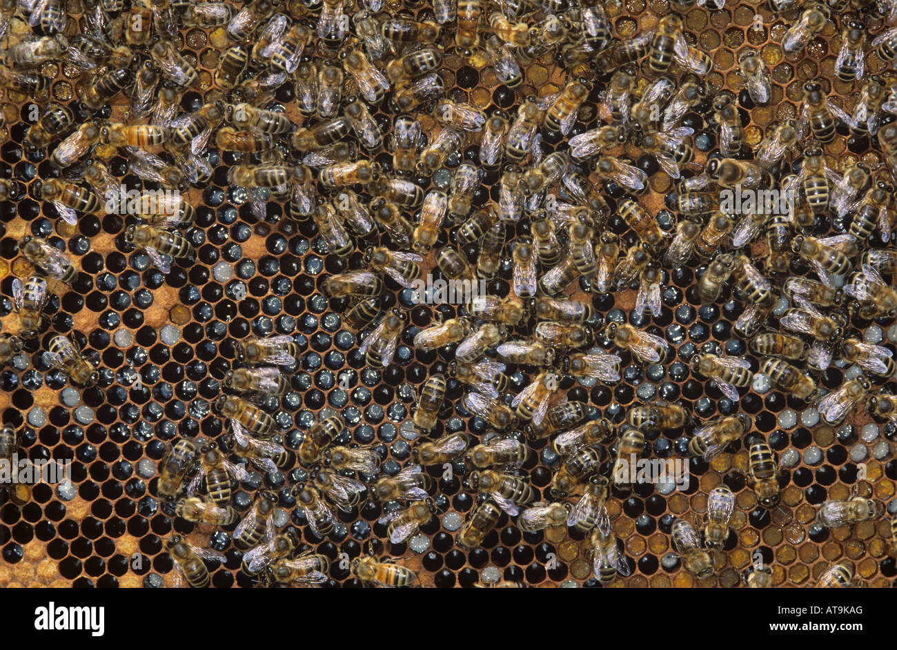 Workers and a few drone honey bees Apis mellifera on brood cells in a ...