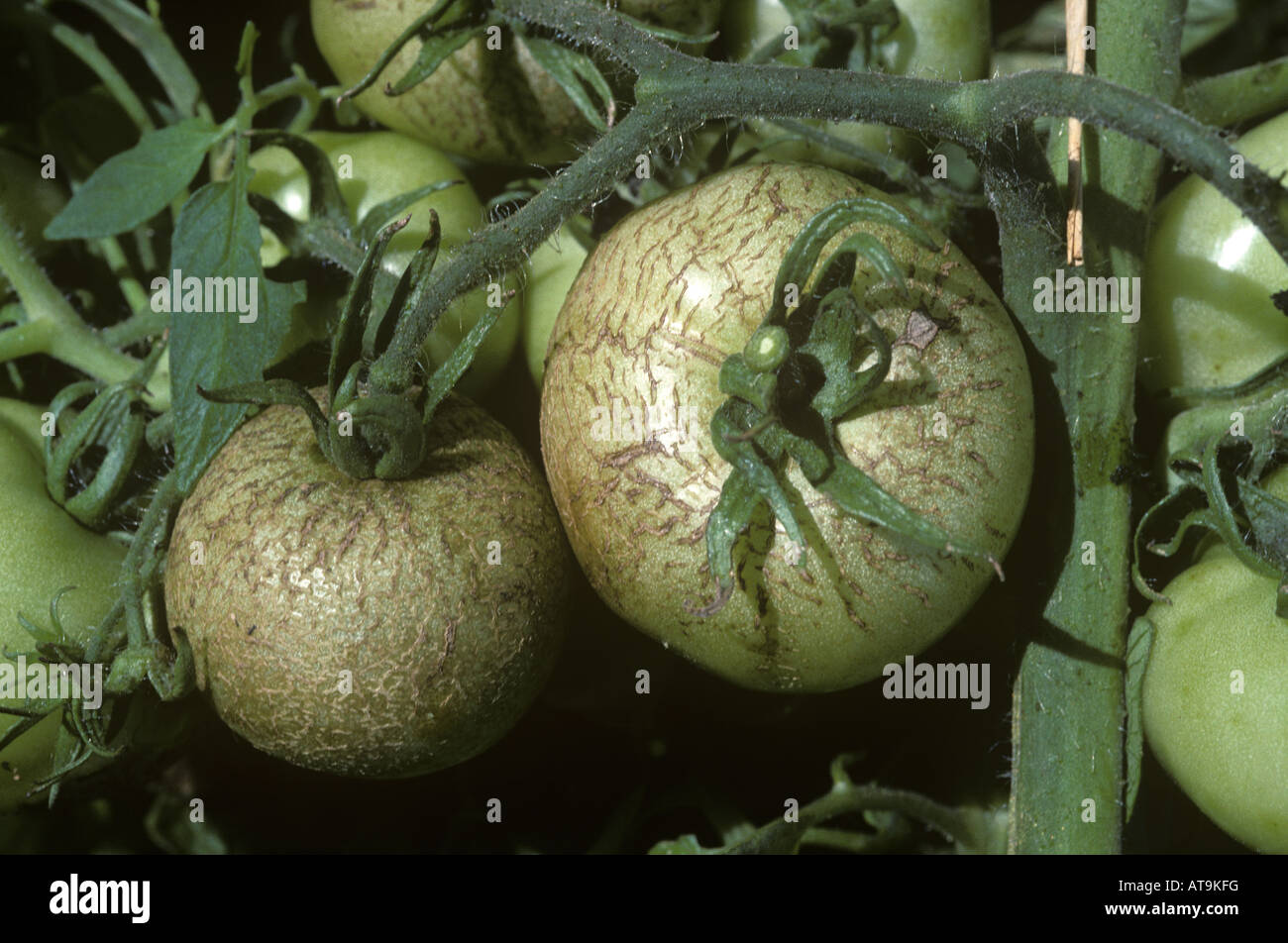 Physiological scarring or russetting to the skin surface of a green ...