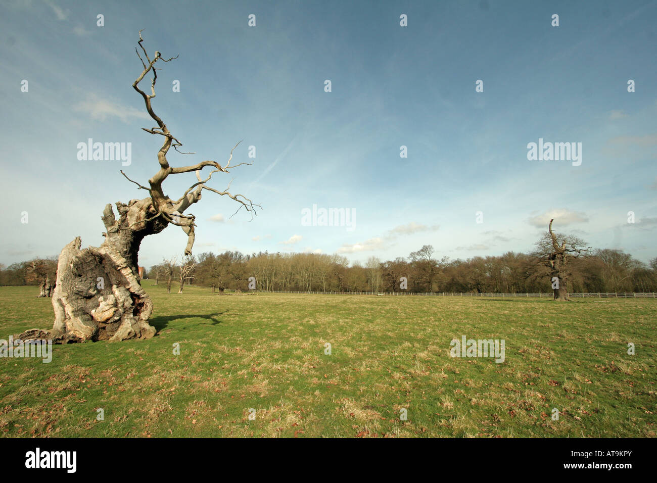 Old Knarled Oak Tree Stock Photo - Alamy