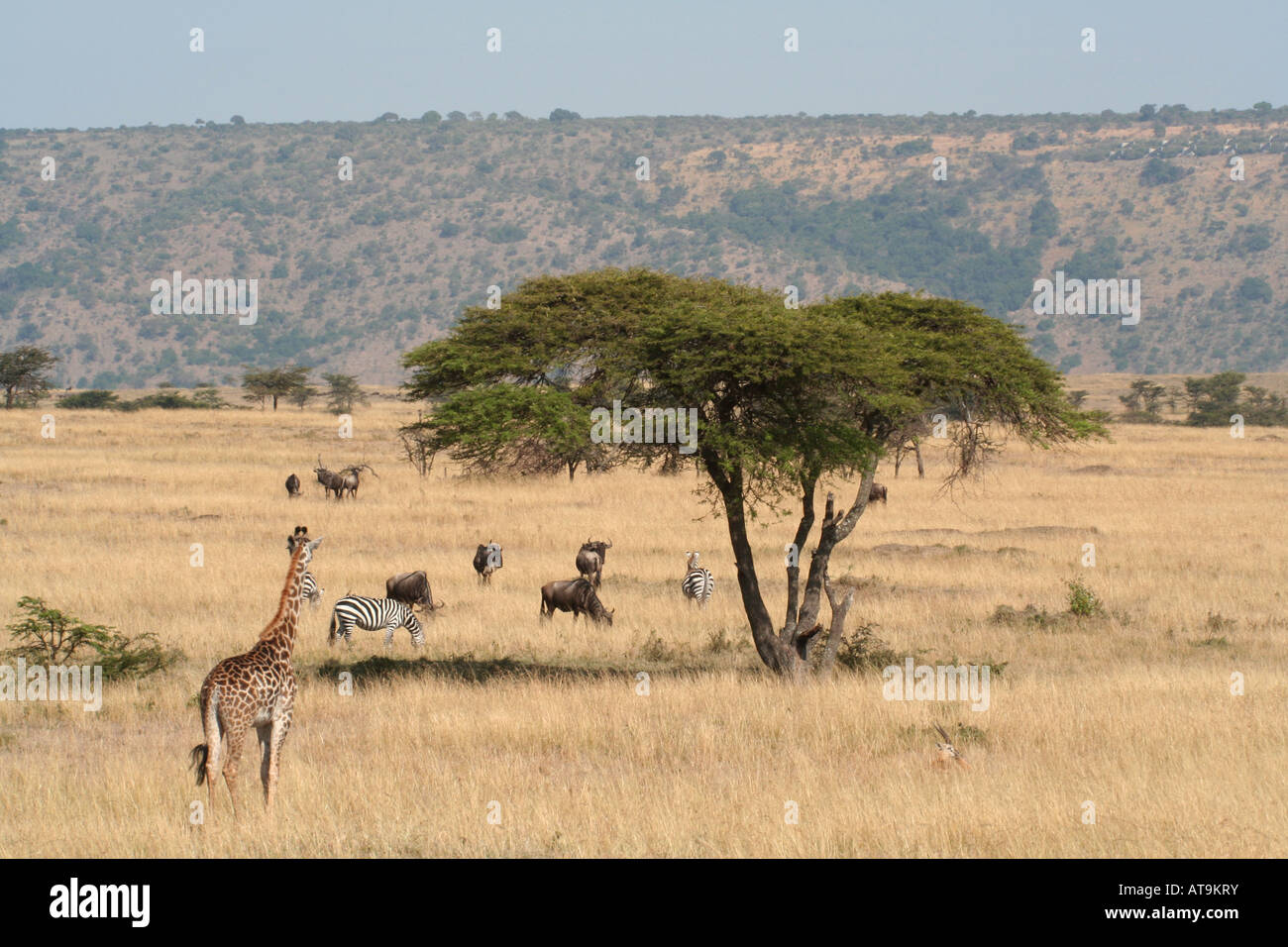 Giraffe and other animals on the African Savanna, Kenya Stock Photo - Alamy