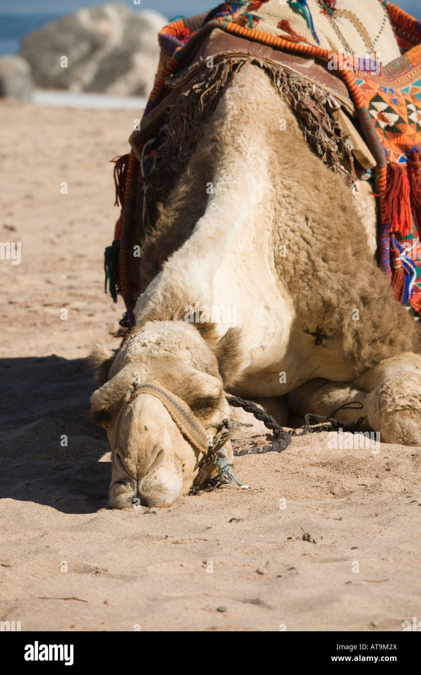 Camel sleeping hi-res stock photography and images - Alamy