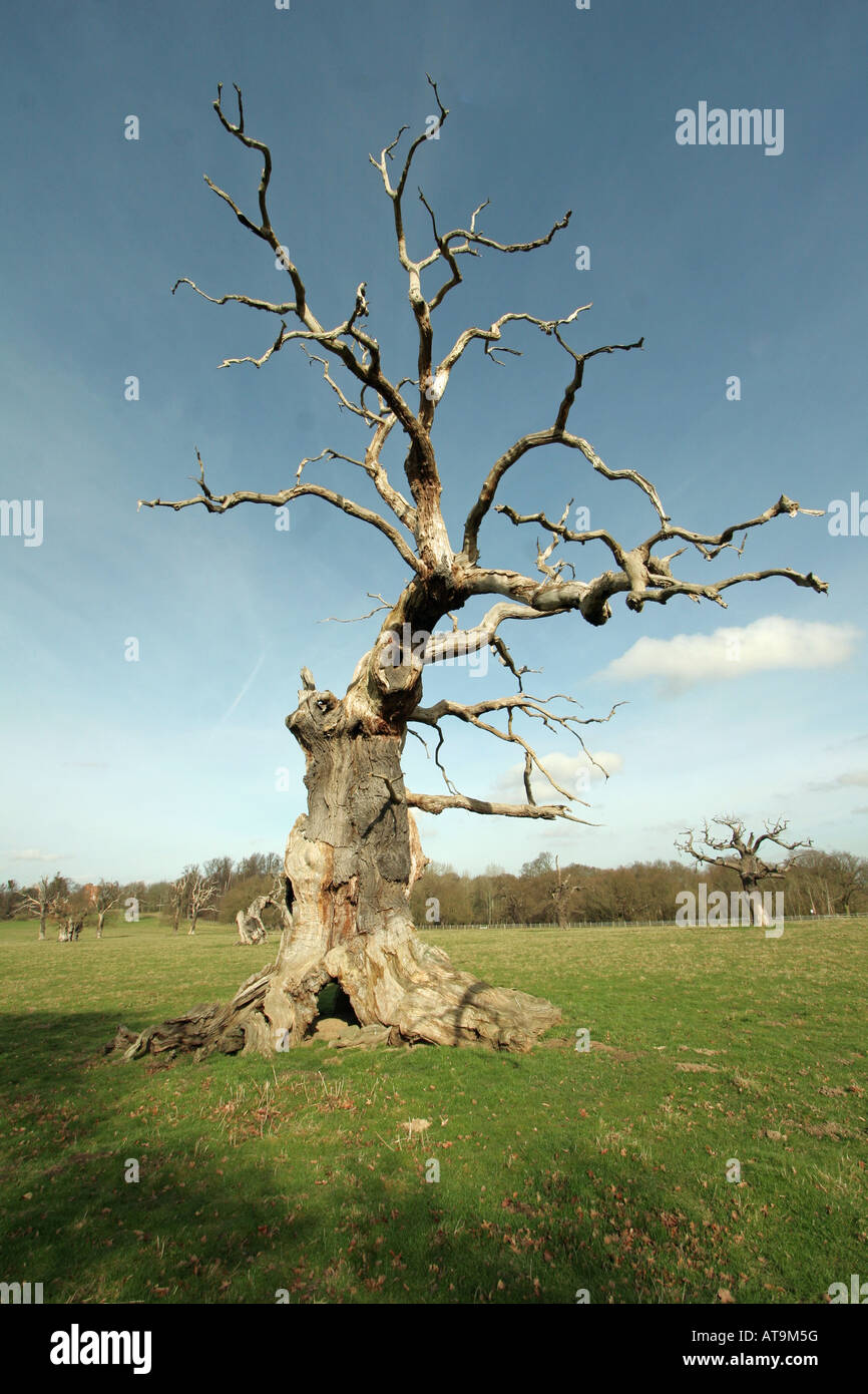 Knarled oak tree hi-res stock photography and images - Alamy