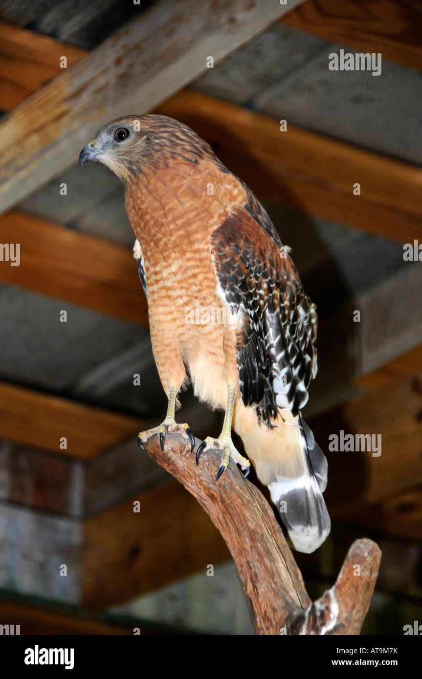 Red tail hawk Everglades Wonder Gardens Bonita Springs Florida Stock ...