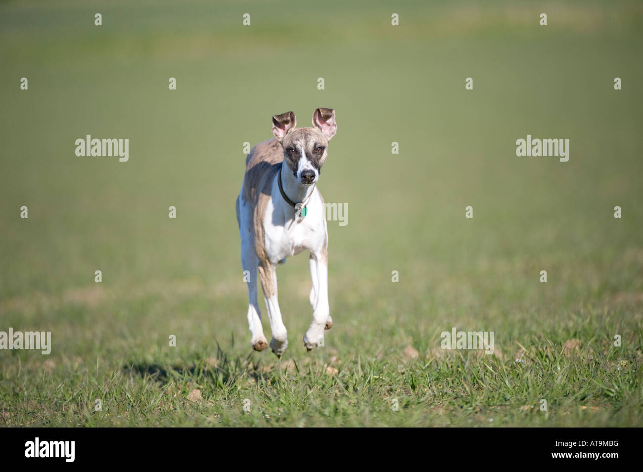 Whippet running hi-res stock photography and images - Alamy