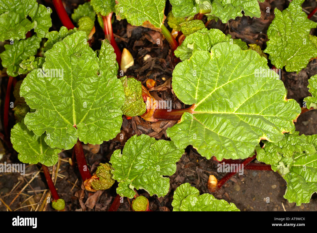 Young Rhubarb Plants Stock Photo - Alamy