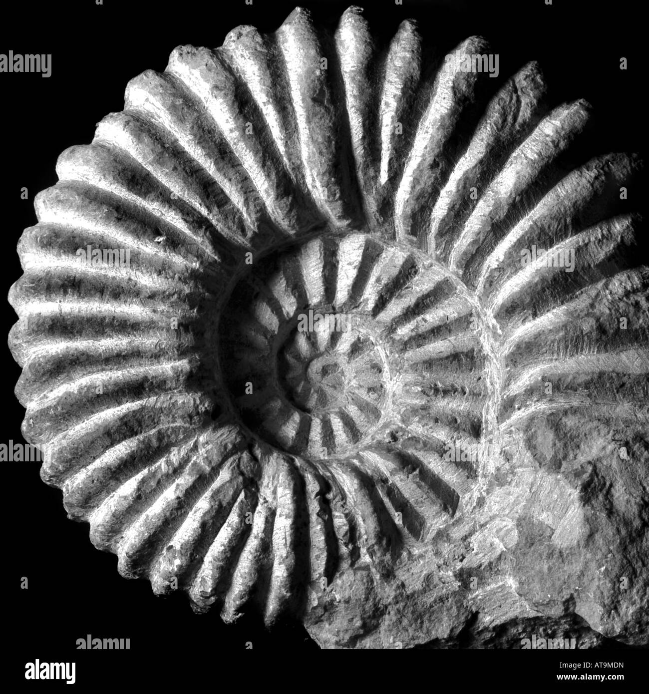 Amonite fossil hi-res stock photography and images - Alamy