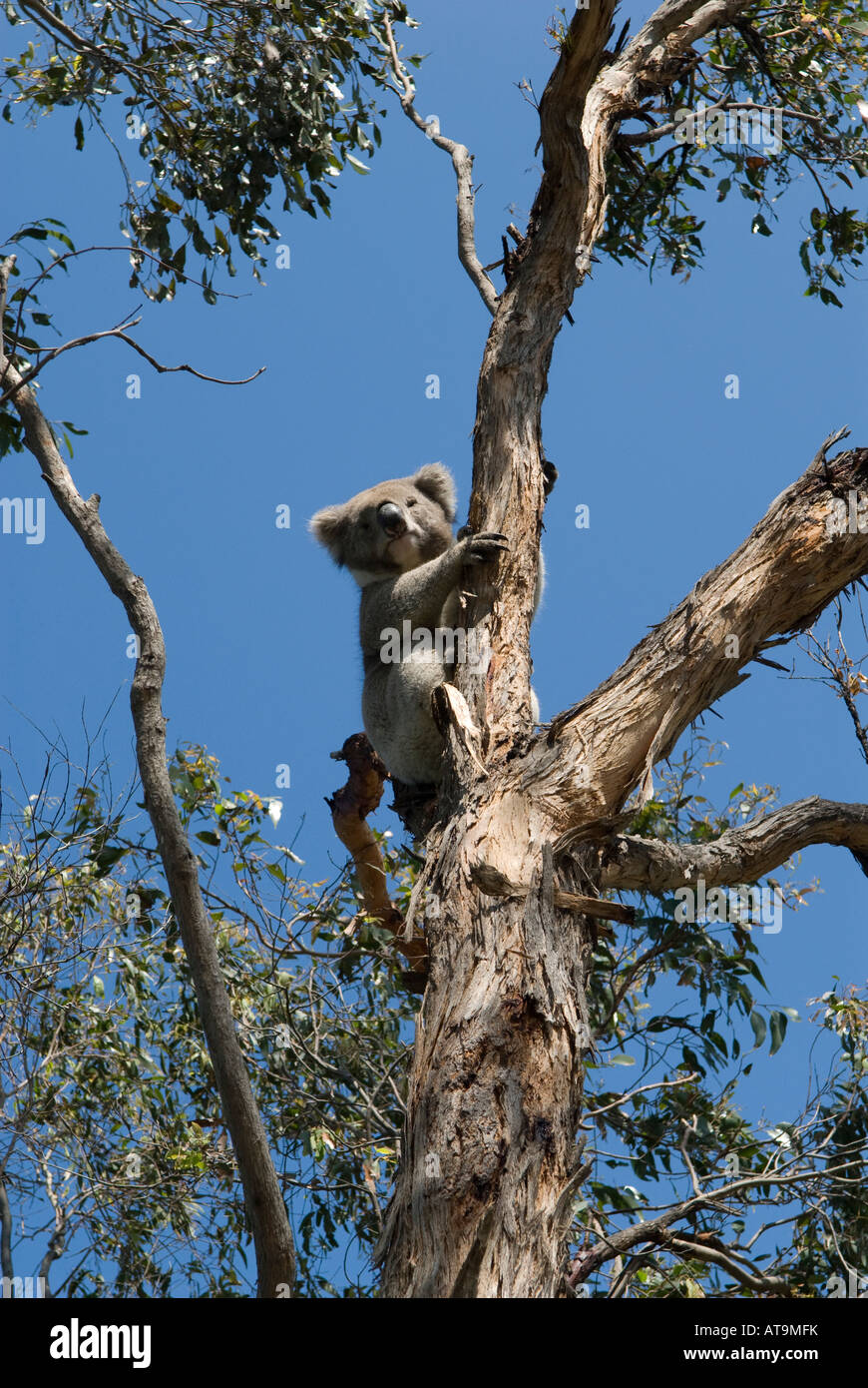 Koala Bear in Tree Stock Photo - Alamy