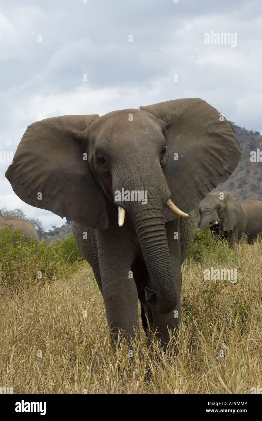 Angry elephant ready to charge Stock Photo - Alamy
