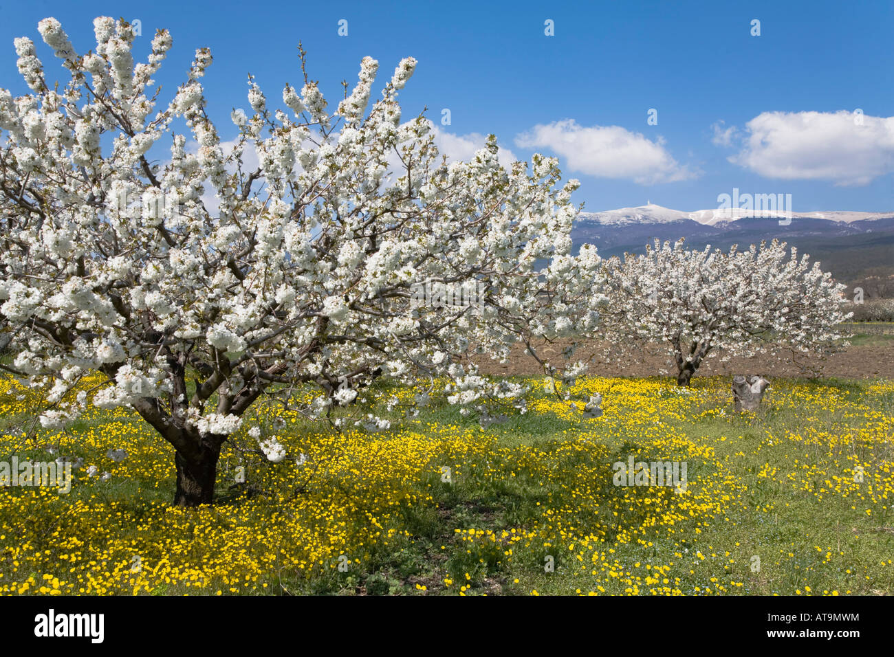 Cherry tree in bloom snow capped Mont Ventoux Vaucluse Provence France ...