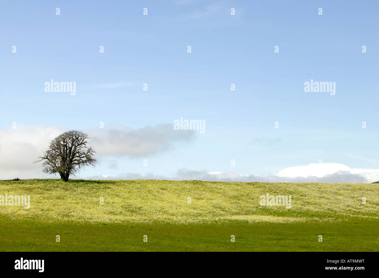 Mustard tree hi-res stock photography and images - Alamy