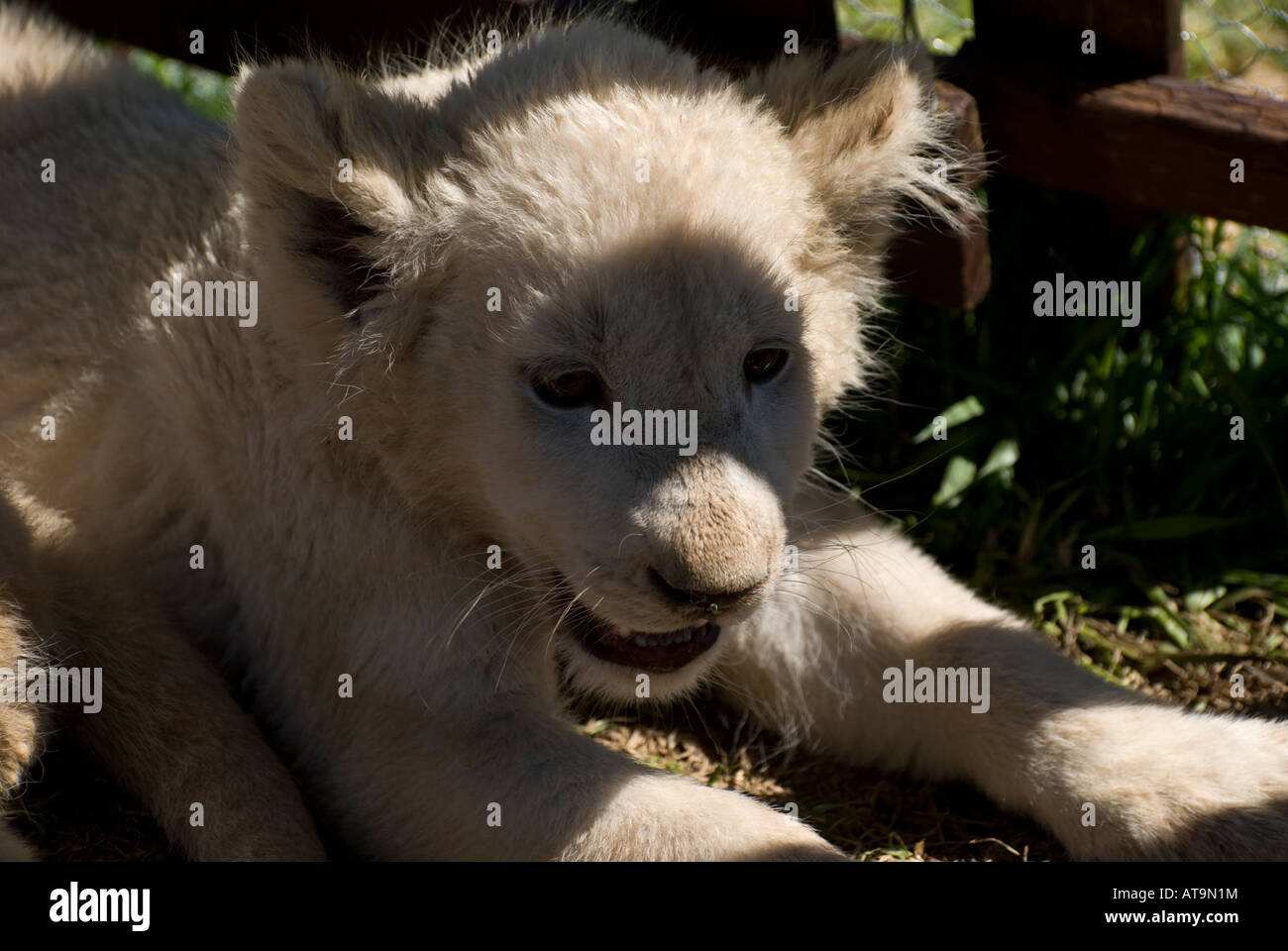 White lion cub Stock Photo - Alamy