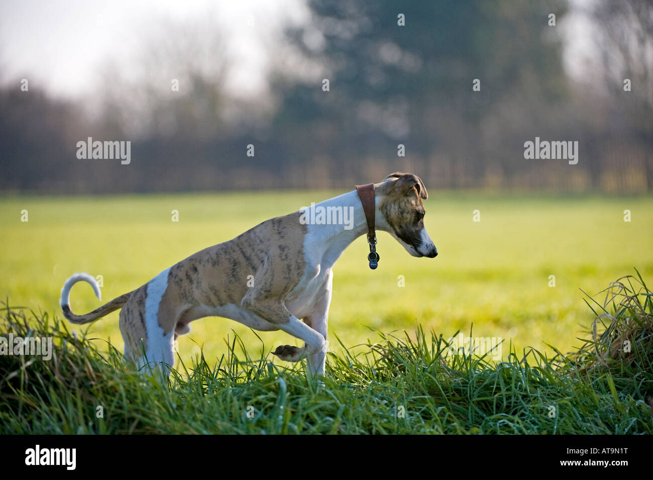 Dog ready to pounce hi-res stock photography and images - Alamy