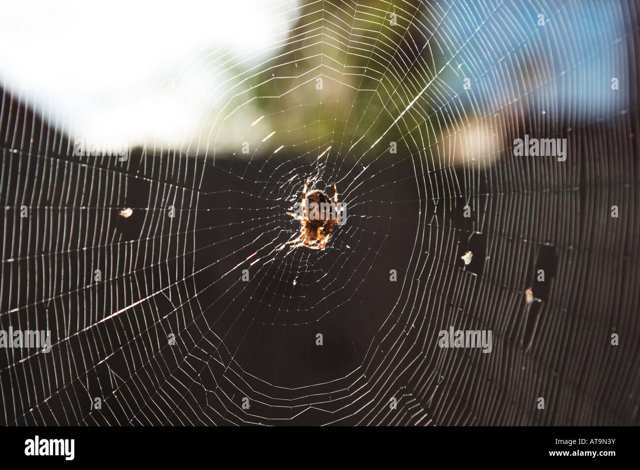 A spider in a web Stock Photo - Alamy