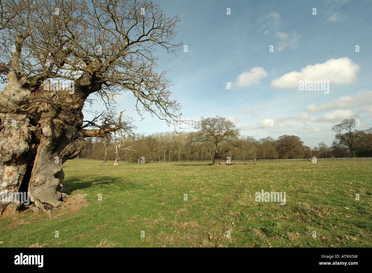 Old Knarled Oak Tree Stock Photo - Alamy
